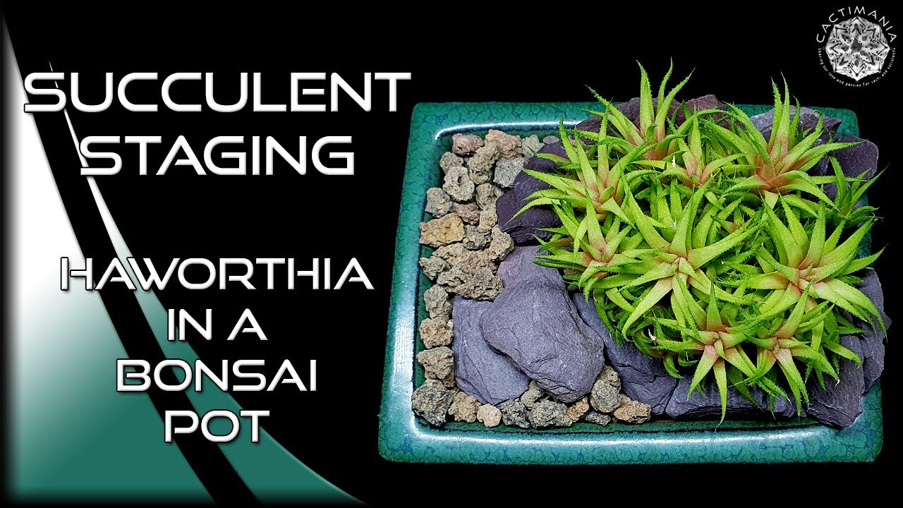 Staging a Haworthia in a Bonsai Pot | Succulent Staging | #Cactus & # ...