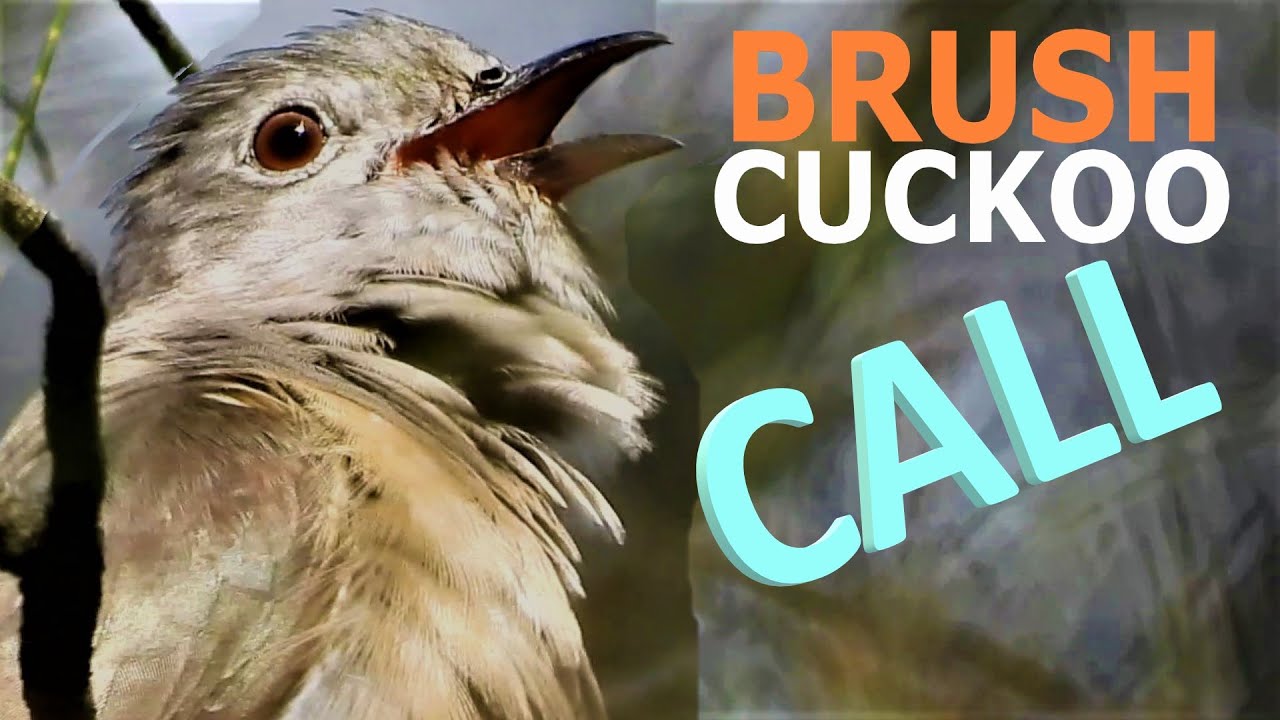 Brush Cuckoo Call, Bird Song, Sound, Noise - YouTube