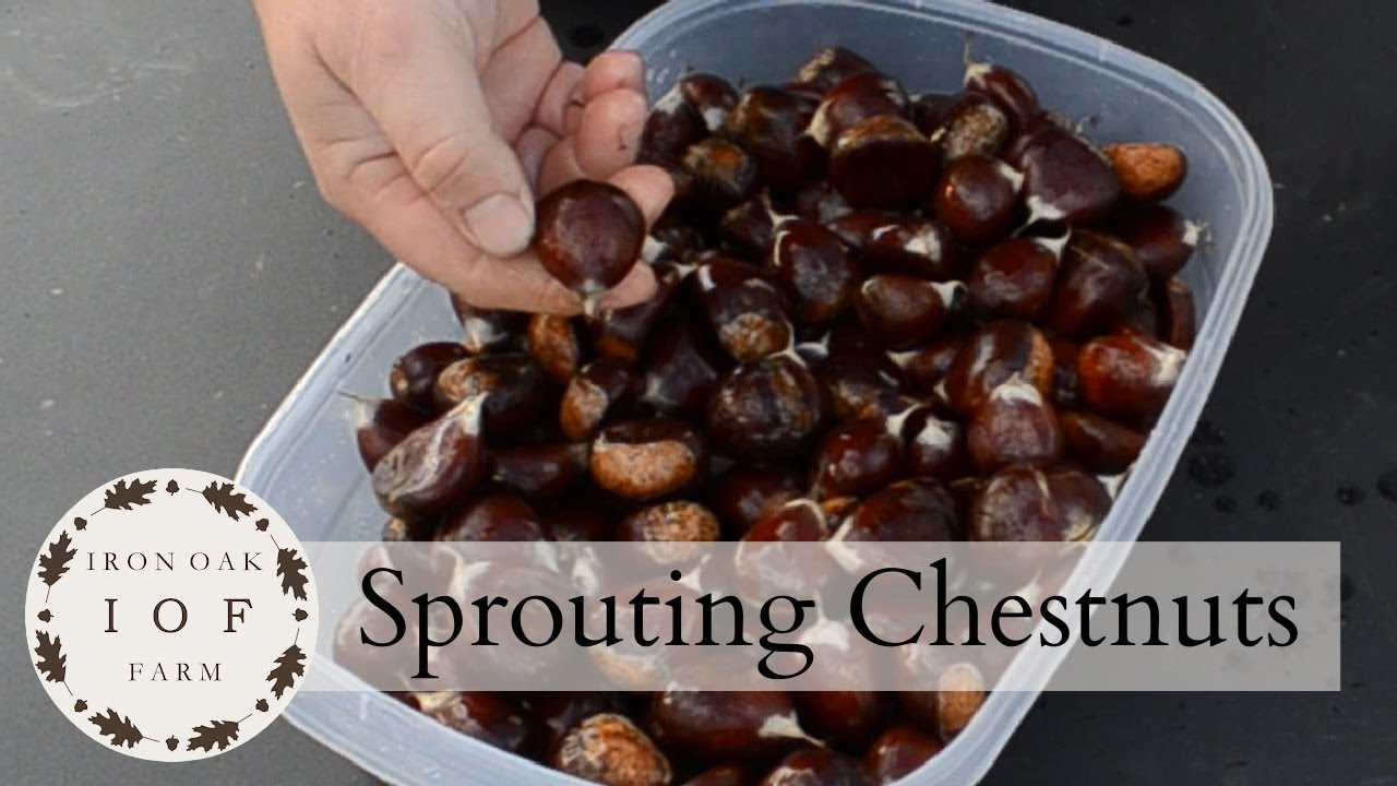 Sprouting Chestnuts For Spring Planting - YouTube