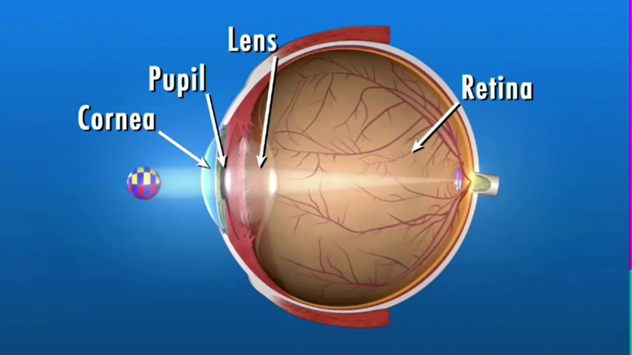 Eye Anatomy Conjunctiva Sclera