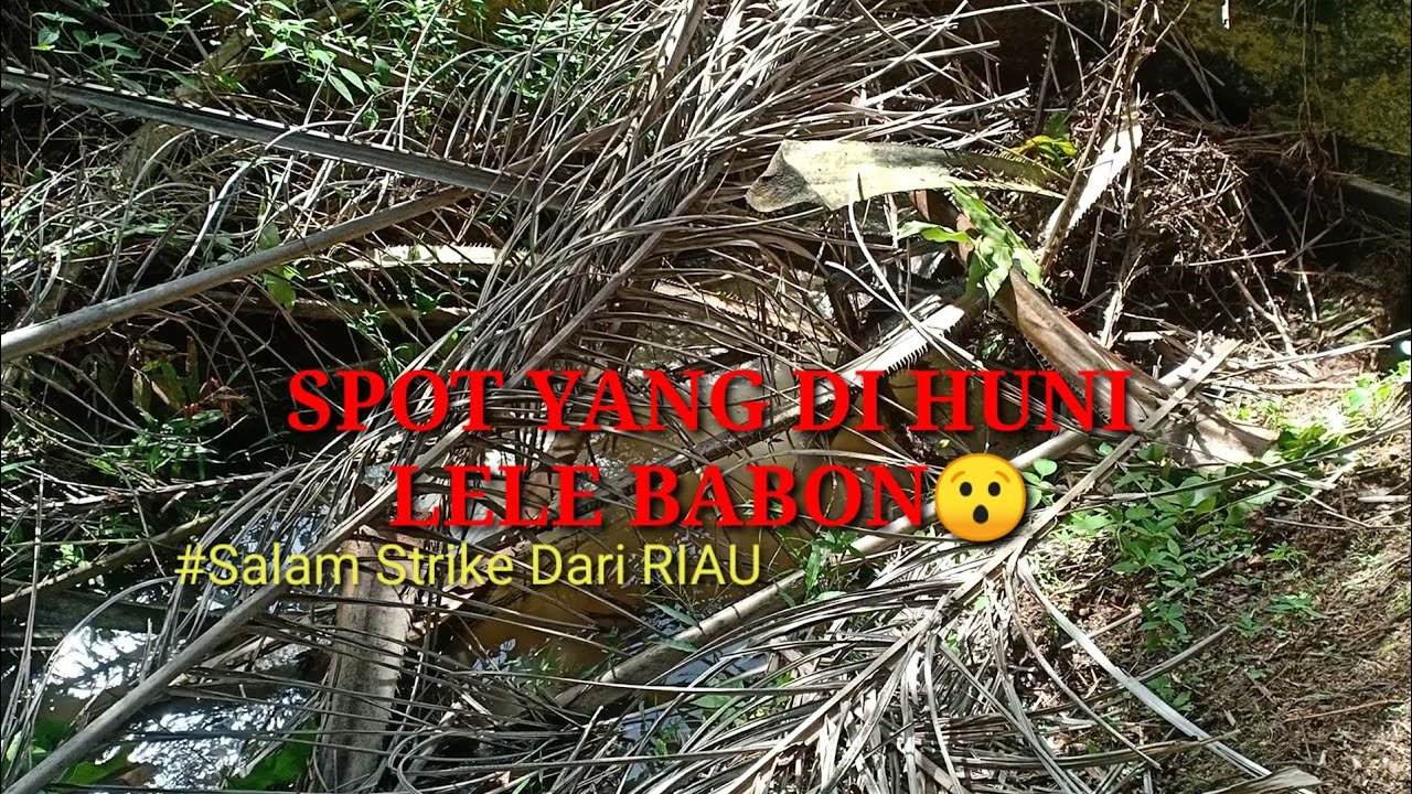 SPOT YANG DI PENUHI IKAN LEMBAT(LELE) - YouTube