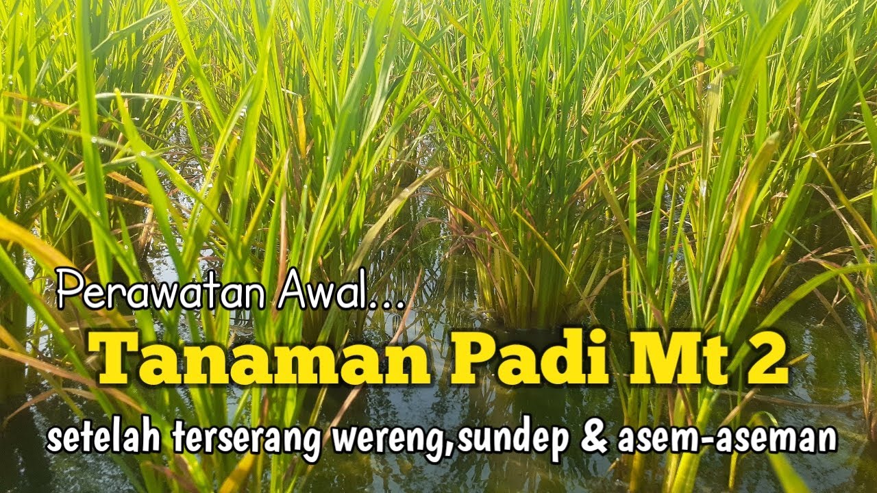 Perlakuan awal tanaman padi mt2,setelah serangan wereng,sundep,asem ...