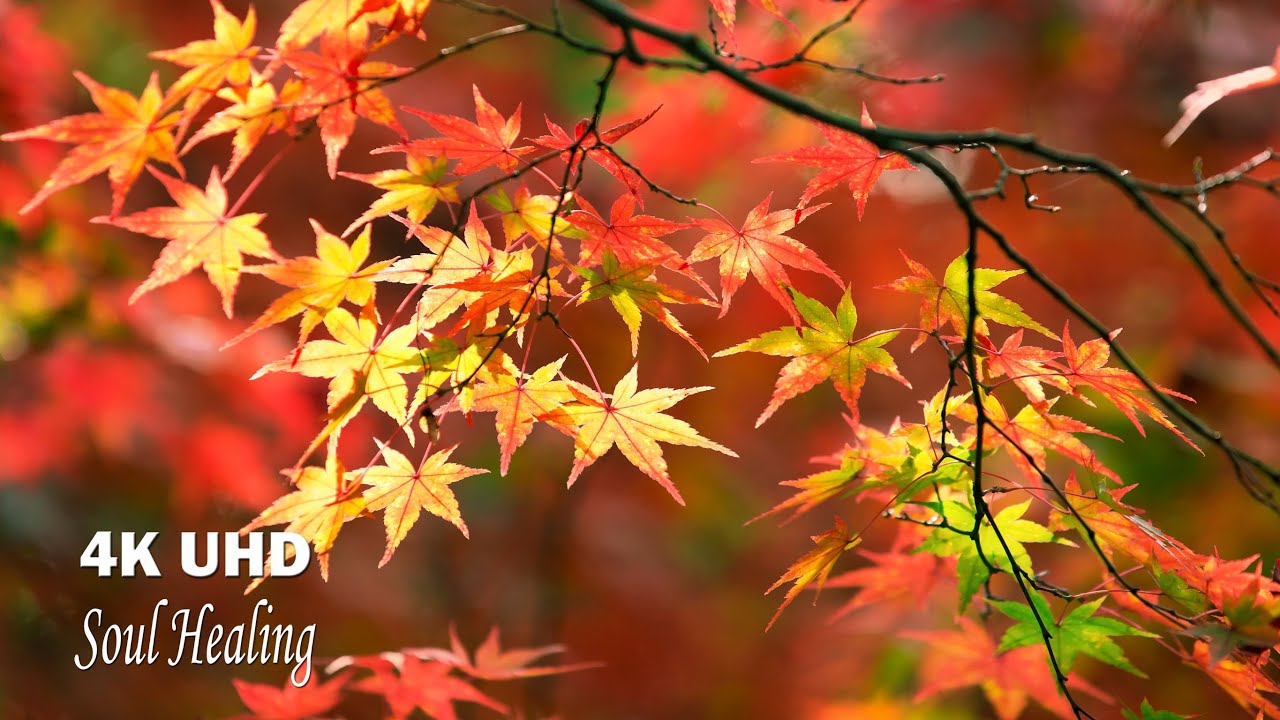 The Beauty of Autumn: Piano Music and Nature Scenery for Relaxation and ...