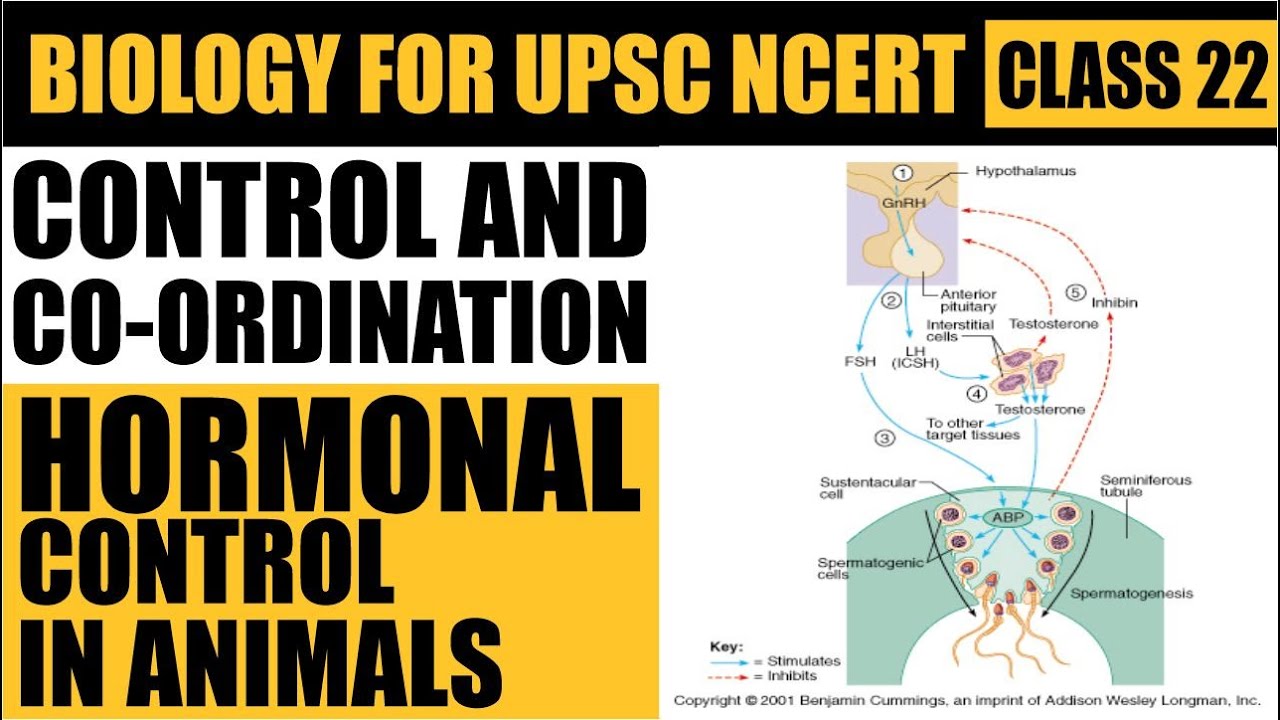 Control & Co-Ordination - Hormonal Control in Animals | CLASS 22 ...