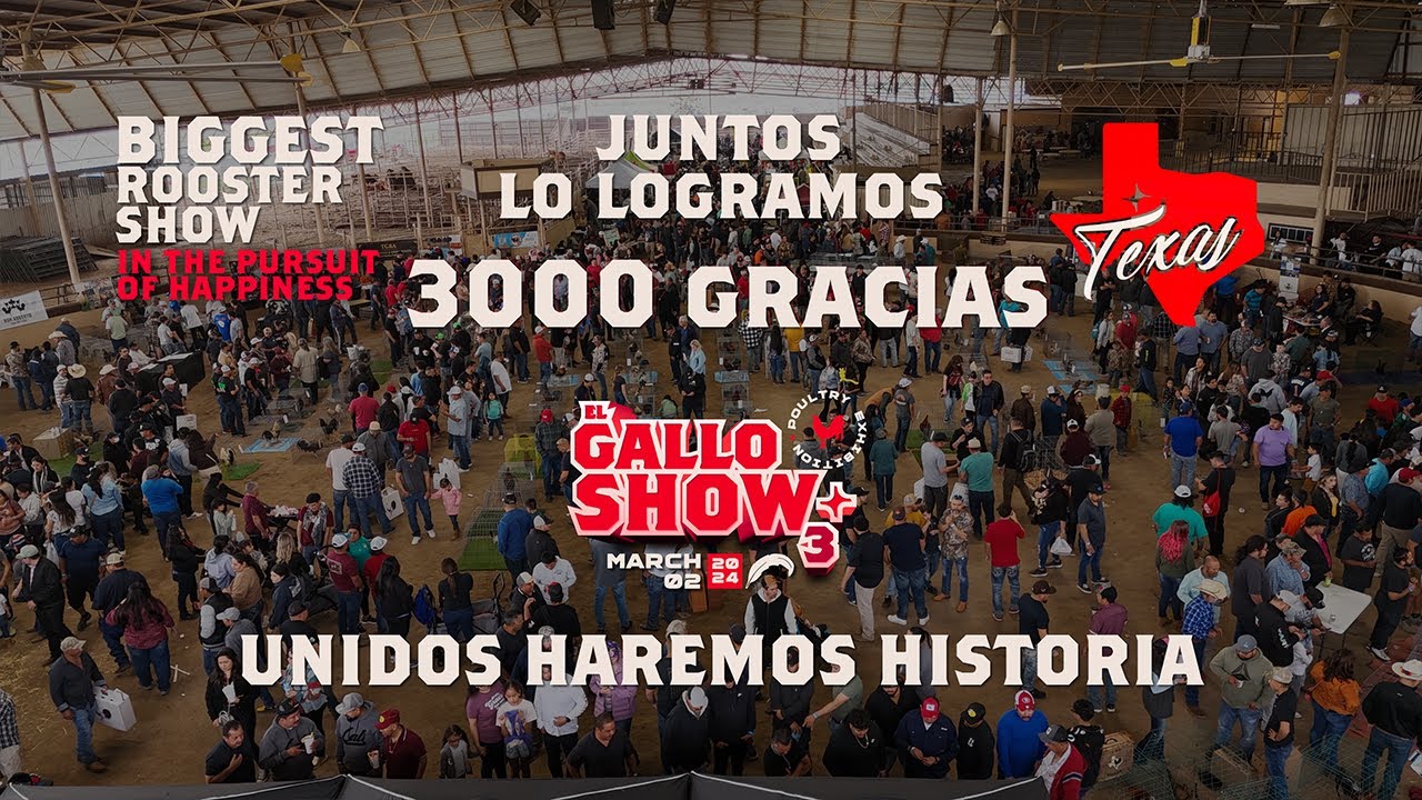 EL GALLO SHOW 3, The BIGGEST ROOSTER SHOW / El Show más grande de Aves ...