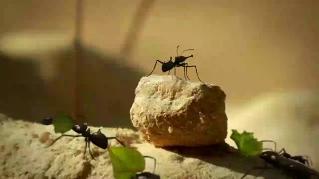 A lazy ant destroyed the ant den to sleep lazily! - YouTube