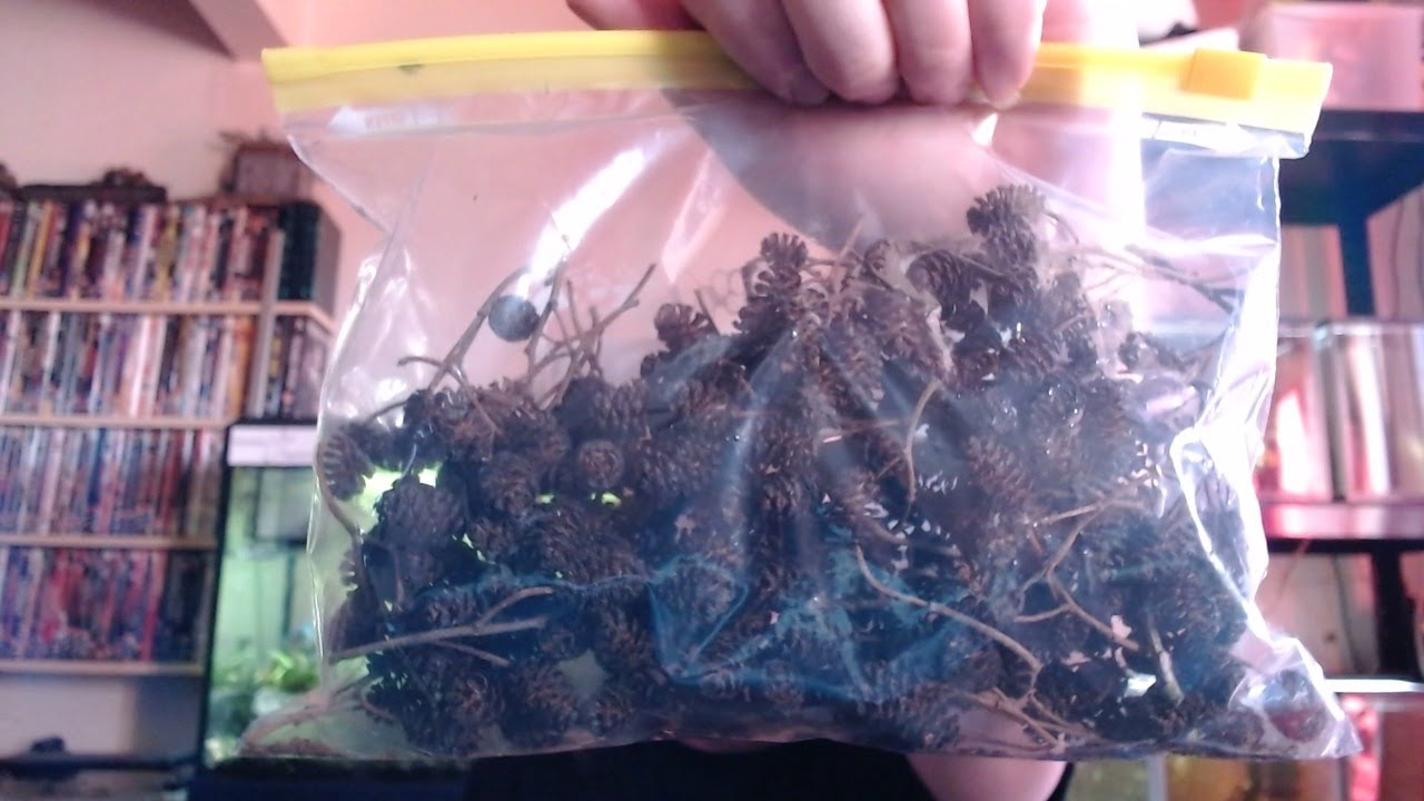 Sunday Sharpe: got all da cones! - YouTube