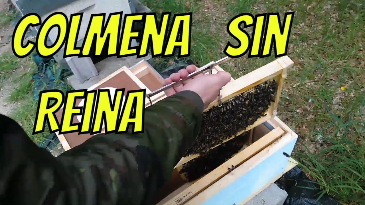 Apicultura para principiantes | Colmena de abejas sin abeja reina - YouTube