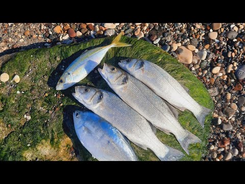 LEVREK, İSTAVRİT, YALEDARMA...Bu jig ne varsa topluyor | kıyıdan Micro jig avi