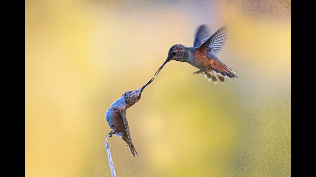 53 Minutes of Mesmerizing Hummingbirds in Slow Motion with Relaxing ...