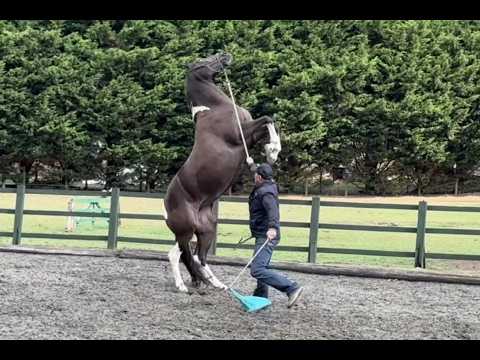 This Is as Bad as it Gets!! Dangerous horse has to be rehomed!!