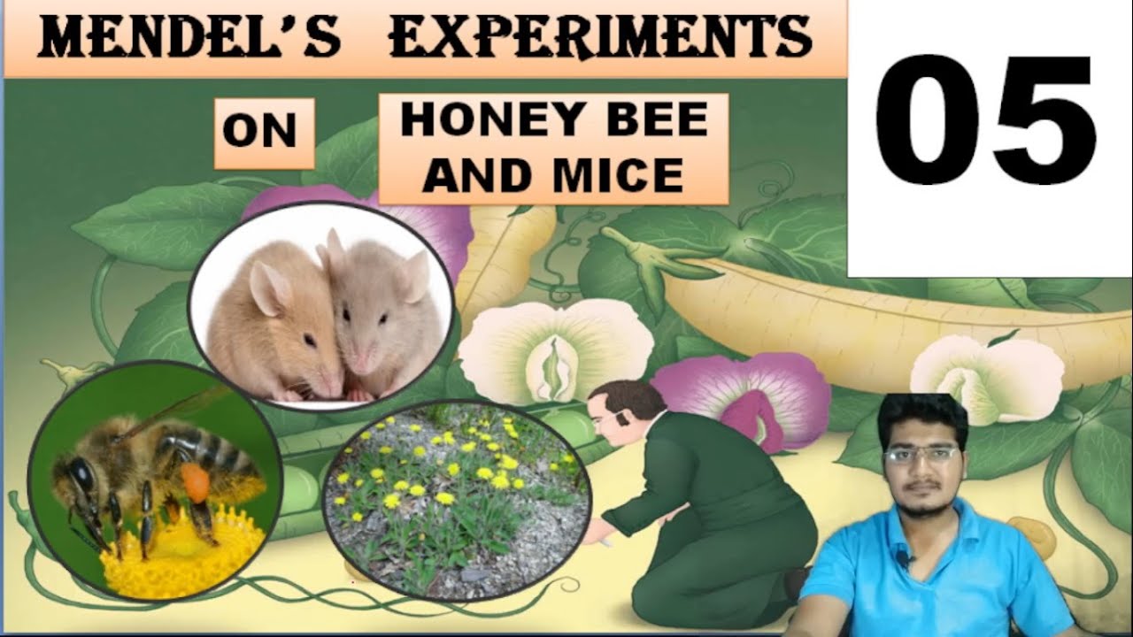 Part - 6 , Mendel's Experiment on Honey bee and Mice - YouTube