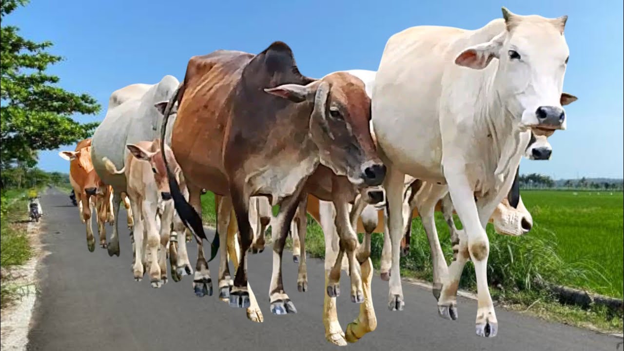 Vidio aktifitas sapi-sapi jinak berjalan beriringan menuju ke tempat ...