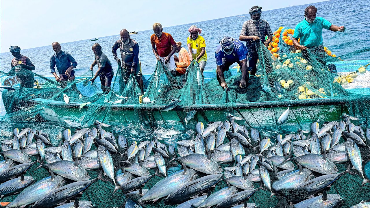 Unbelievable Catch Ever 🤩 Tons & Tons Of Tuna Fishes Caught In 1st ...