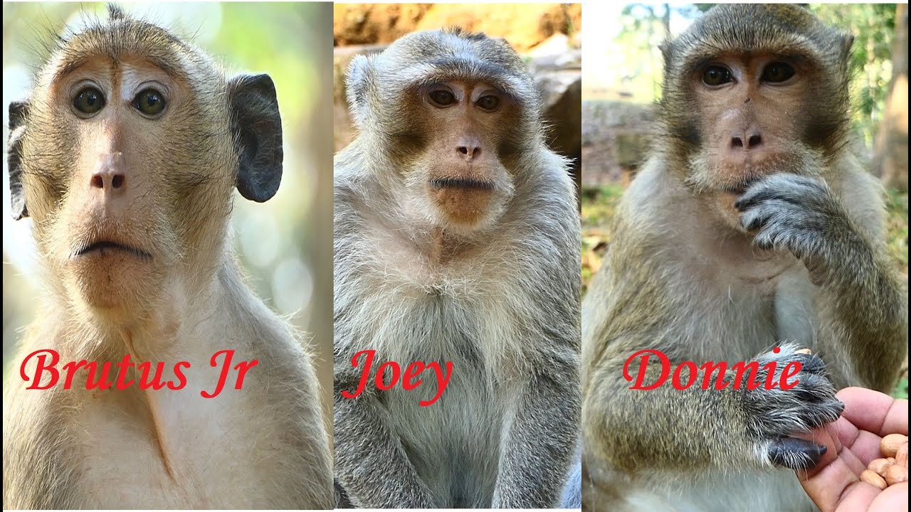 Missing Update Brutus Jr, Donnie and Joey Monkey For Long Day. How Is ...