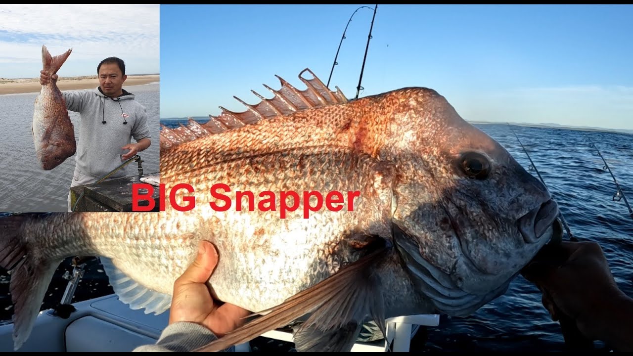 Snapper fishing | Soft Plastics | BarCrusher | Haines Signature | North ...