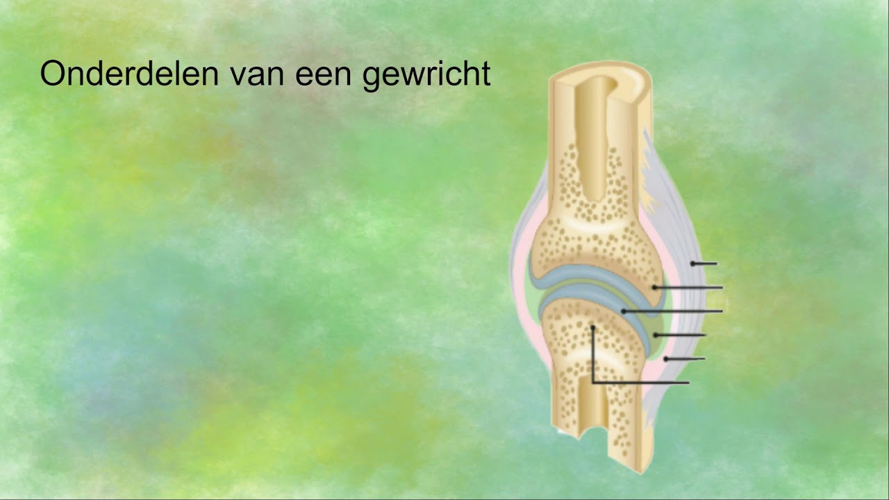 Soorten en bouw van gewrichten - YouTube