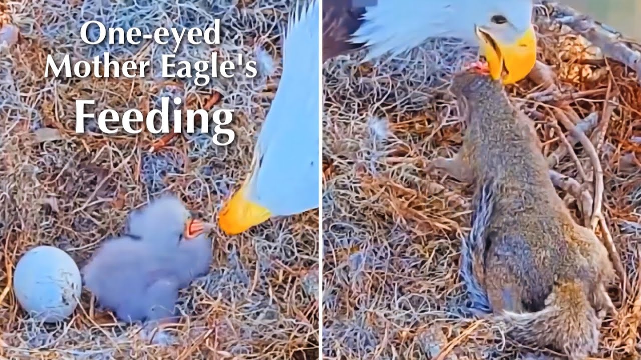#8🦅🐥3°🥚／Winter Park Eagle Nest 2026／Against All Odds：One-Eyed Mother ...