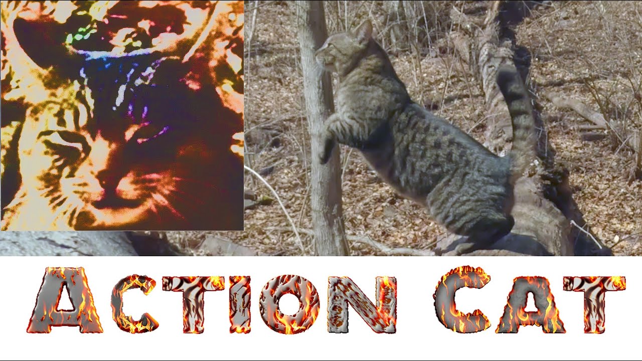 Action Cat! 🐈‍⬛🙀 - YouTube