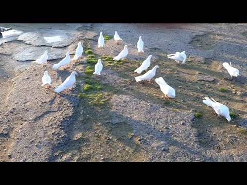 Baki goyercinleri 06.01.2020  #bakigoyercinleri #goyercinler #goyercin #PIGEONBAKU #Pigeons #pigeon