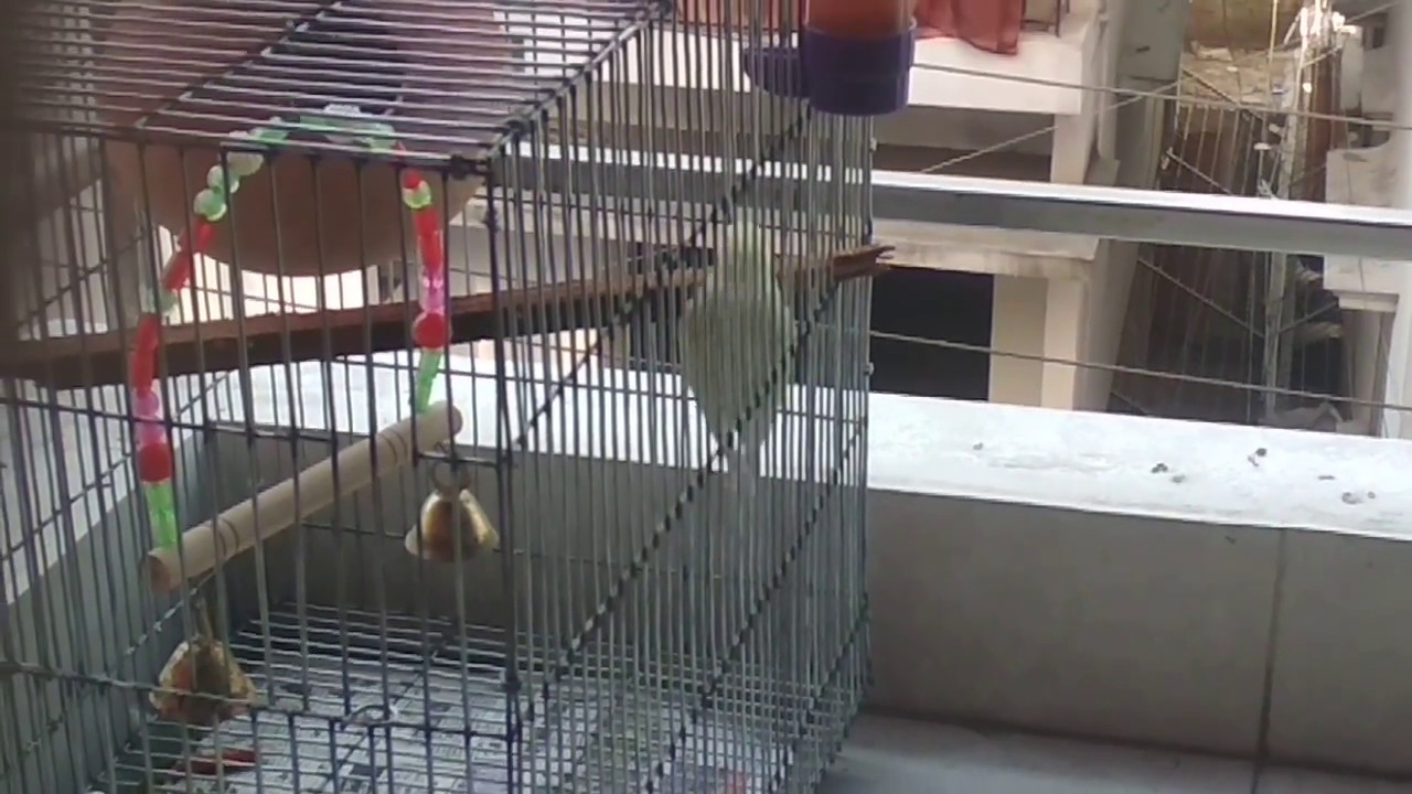 Budgie showing a circus - YouTube