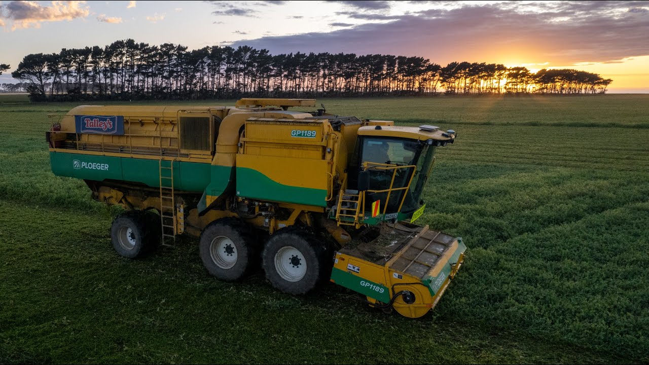 Harvesting Process Peas | 3X Ploeger Pea Viners - YouTube