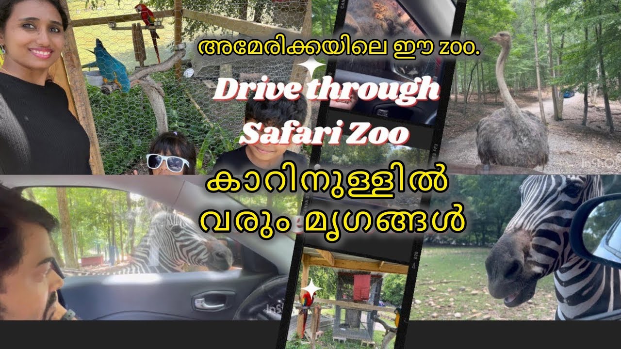 അമേരിക്കയിലെ സഫാരി Zoo - Drive through Safari Zoo USA - YouTube