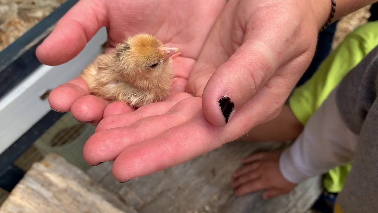 Chicken baby hatch - YouTube