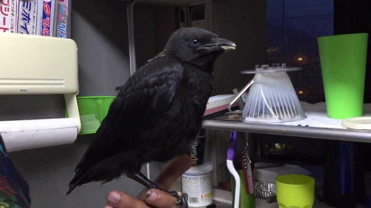 Tentando dar papinha pro corvo bebê - YouTube