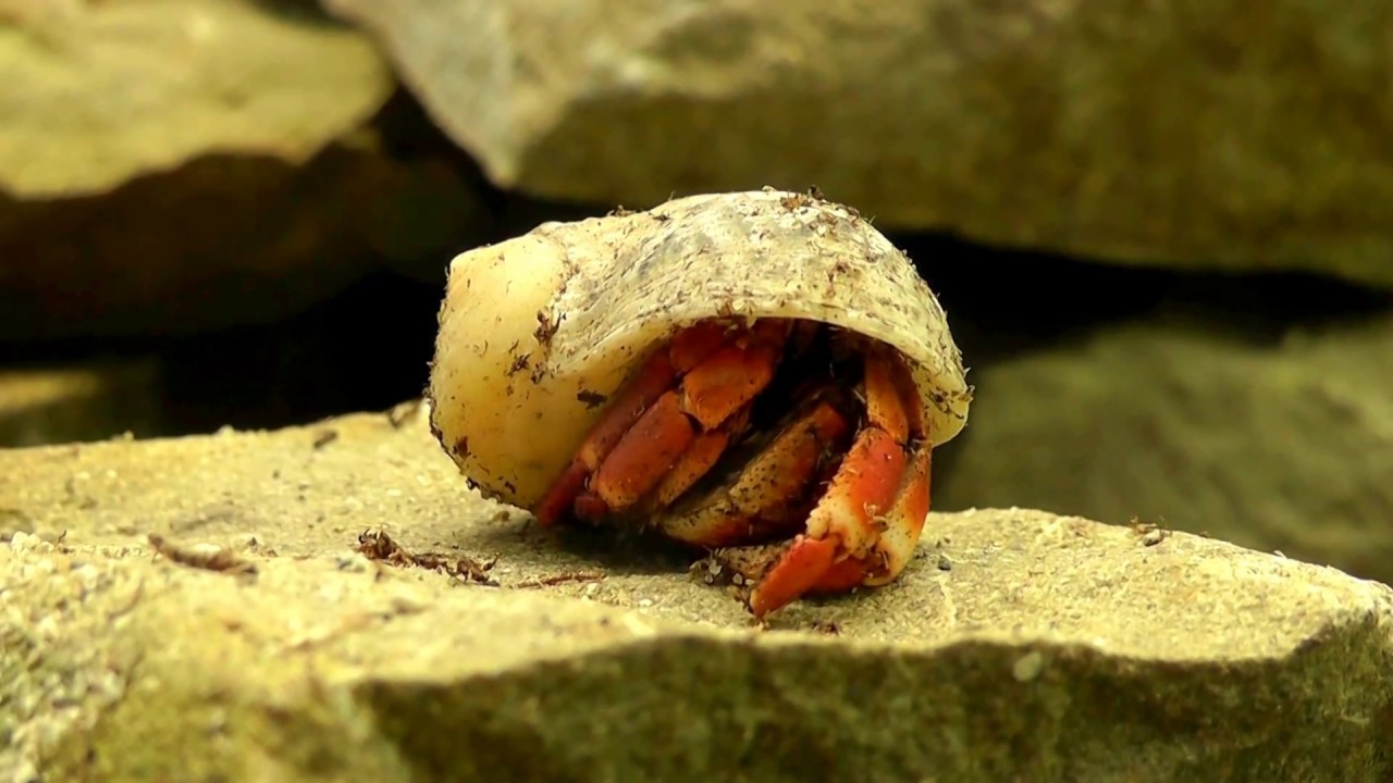 Krab Pustovník - Coenobita sp. 2 - www.shrimp.sk - YouTube