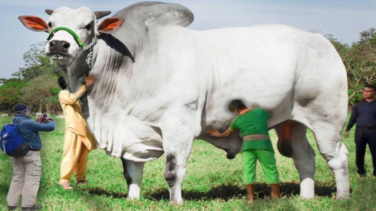 दुनिया की 5 सबसे अनोखी गाय || Top 5 Most unbelievable cow in the world || Amazing Cows - YouTube