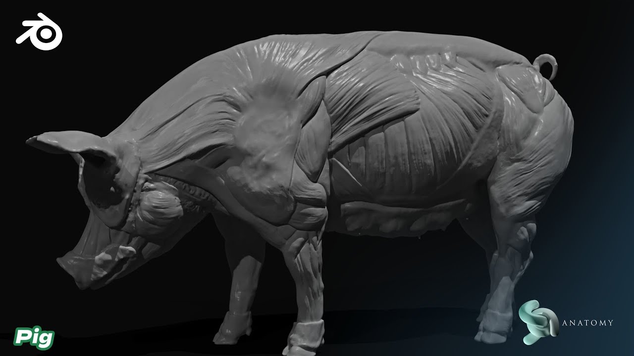 Pig Anatomy Modeling In Blender (Base #1) - YouTube
