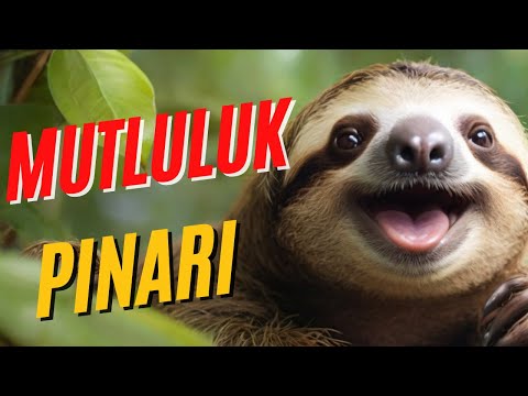 Tembel Hayvan Belgeseli #medyabilgini #sloth