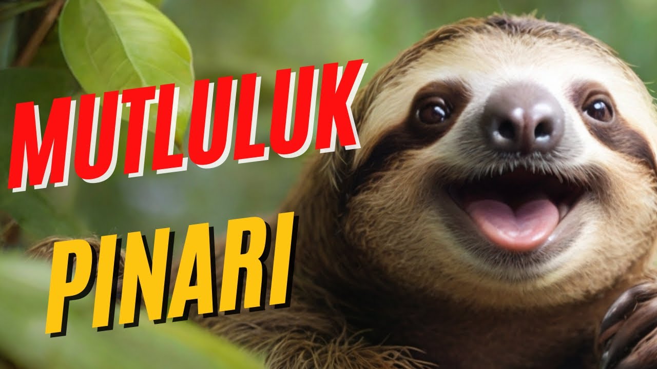 Tembel Hayvan ve Mutluluk Pınarı | Tembel Hayvan Belgeseli # ...