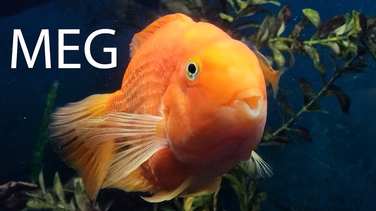 An Update on my Fish Meg - YouTube