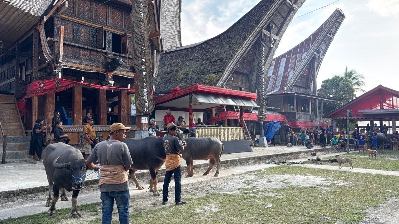 Mangrimpun tedong pemakaman alm. Salvinus Rapa' Pali' Papa Lisa di ...