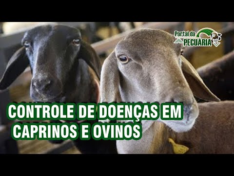 Controle de doenças em caprinos e ovinos