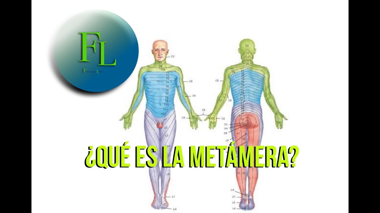 METÁMERA ¿QUÉ ES? - YouTube