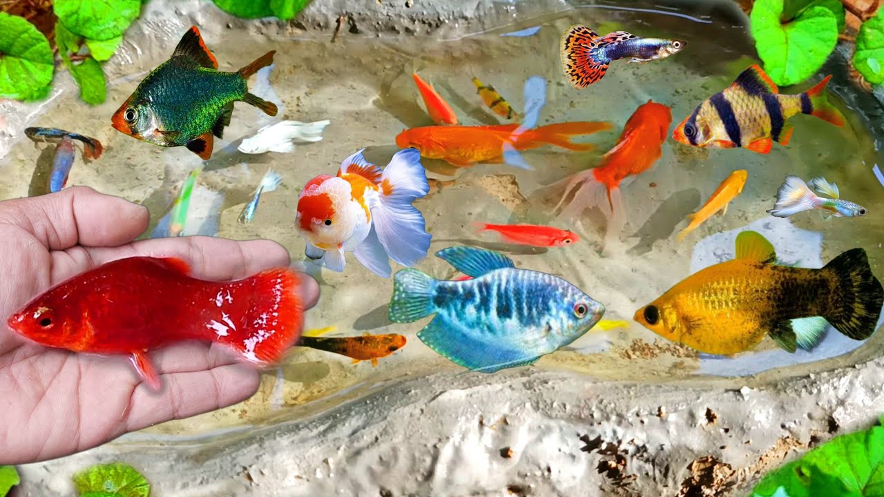 finding ornamental fish koi fish Koki fish catfish betta fish Molly ...