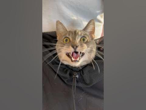 look at those whiskers go || ekekekkekkek #cats - YouTube