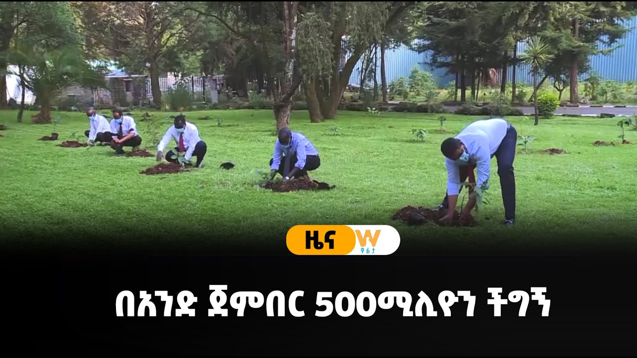 በአንድ ጀምበር 500ሚሊዮን ችግኝ - YouTube