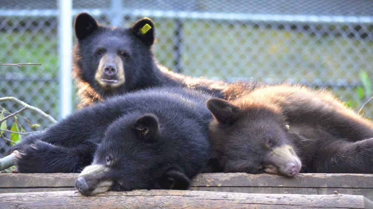 CRITTER CARE BEARS - YouTube