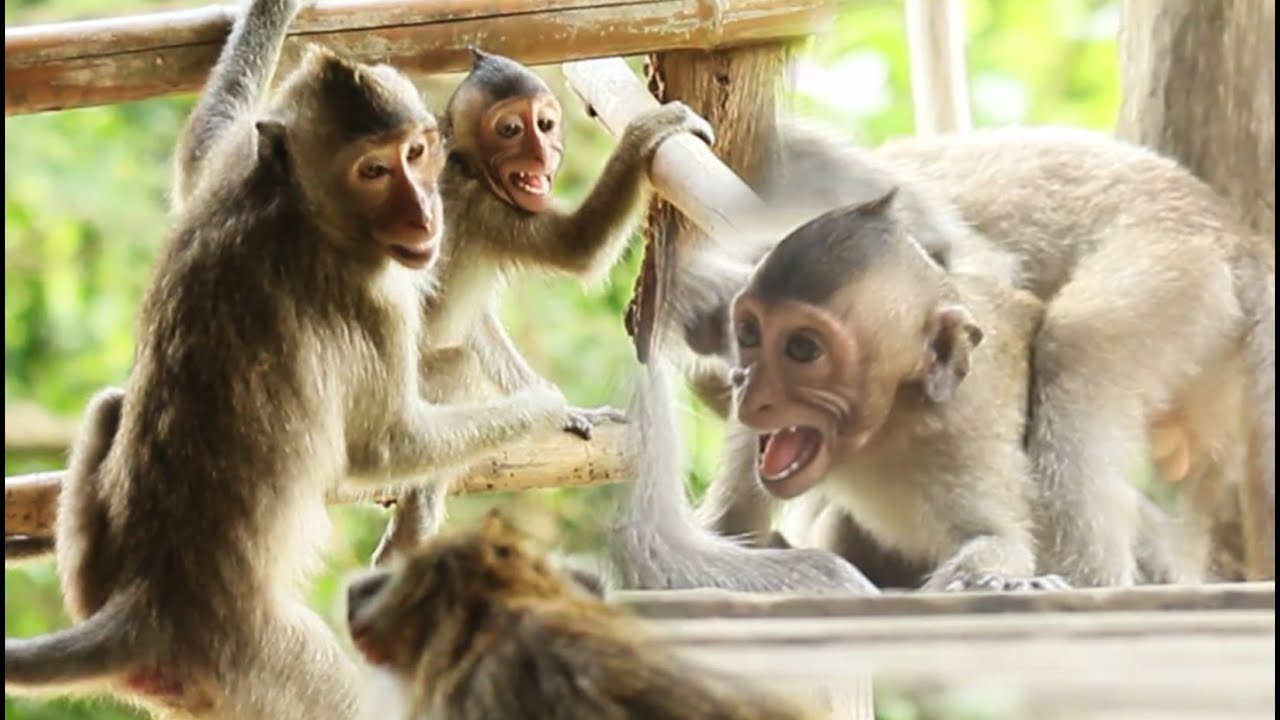 BABY MONKEY SUPER CRYING |BABY CRIED WANT MORE Breastfeeding - YouTube