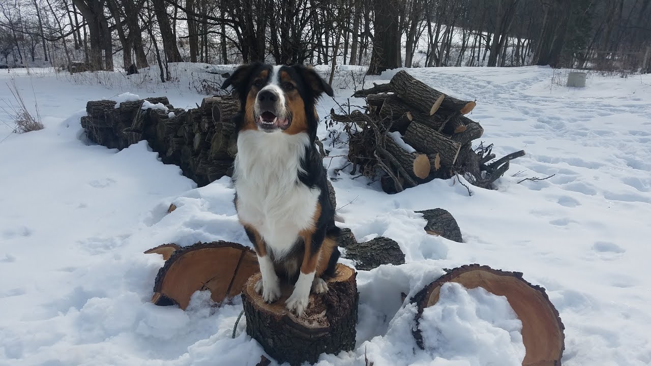 Archie 8 Months - English Shepherd - Agility and Tricks - YouTube
