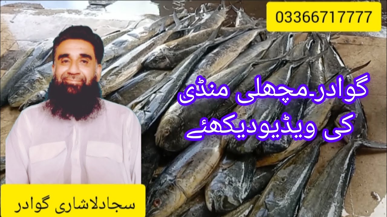 Gwadar Jetty Fish market watch video with Sajjad Lashari ...