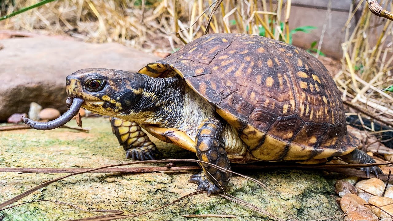 Turtles and Tortoises Eating in SLOW MOTION!!! FEEDING Video!! - YouTube