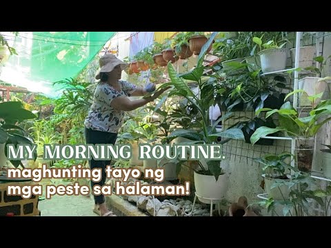 #6 MY MORNING ROUTINE Mag alis ng mga Peste sa halaman By Mama E - YouTube
