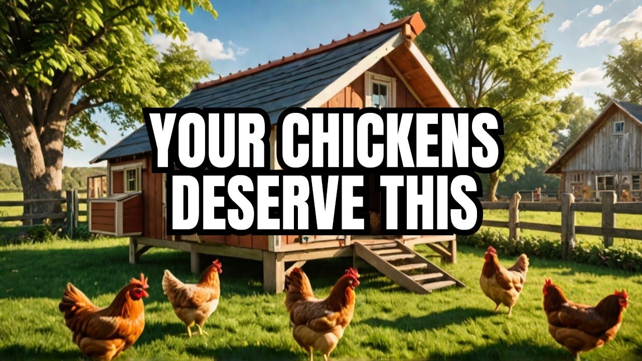 Best Chicken Coops 2024 - The Only 10 You Should Consider Today - YouTube