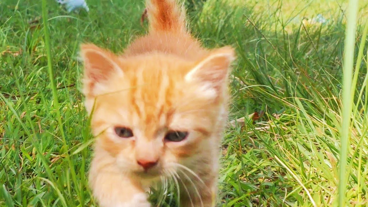 kitten cats funny moments cats - Suara Binatang 44 - YouTube