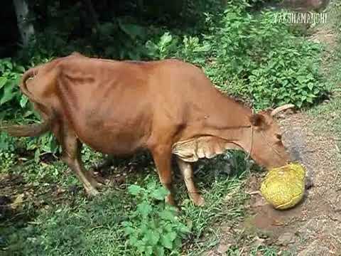 Cow & Jack Fruit - YouTube